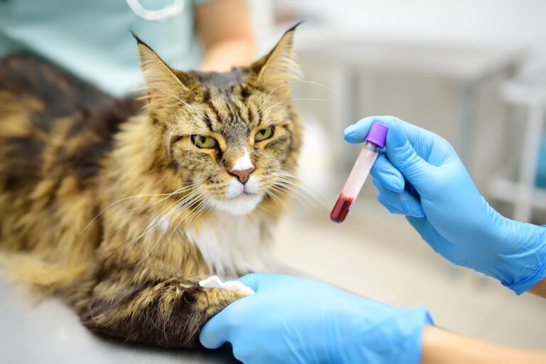 Hypercalcemia in Cats | Great Pet Care
