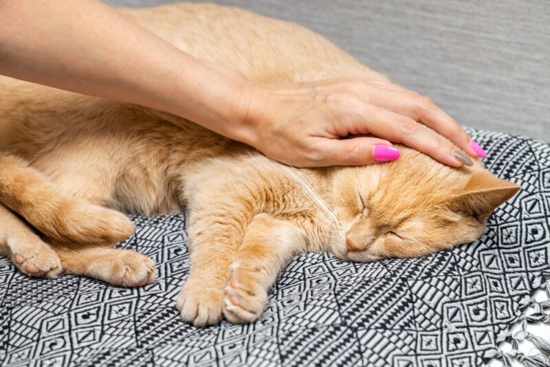 Hypercalcemia in Cats | Great Pet Care