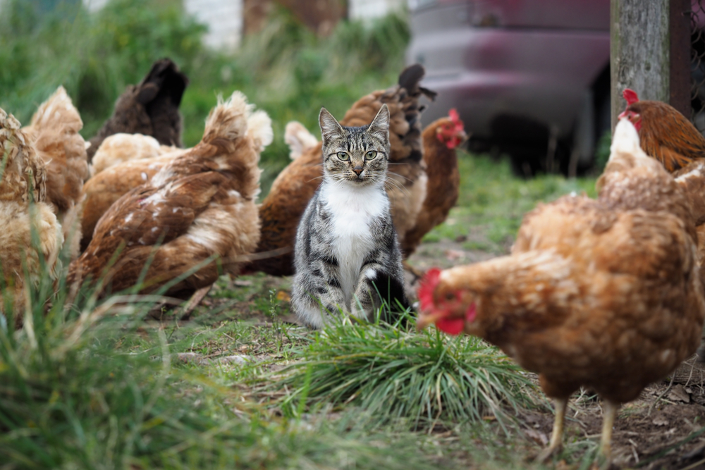 Bird Flu in Cats: Vet Perspective and Prevention Tips | Great Pet Care