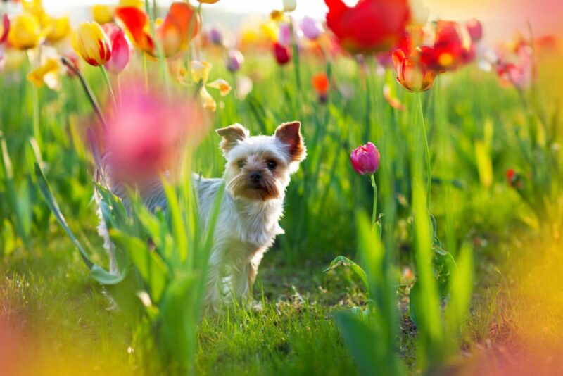 10 Spring Hazards for Pets | Great Pet Care