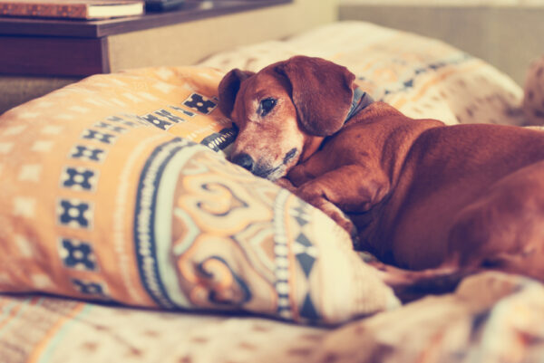Lethargic Dog: Causes and How to Help | Great Pet Care