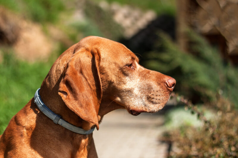 Pheromone Collars for Dogs: Do They Work? | Great Pet Care