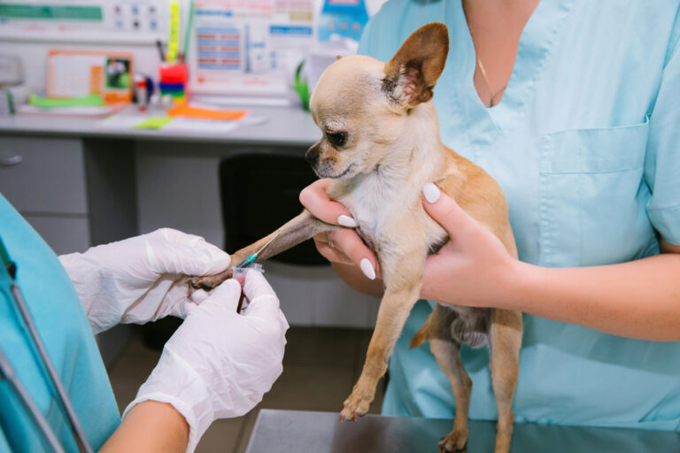 Understanding Dog Blood Test Results | Great Pet Care