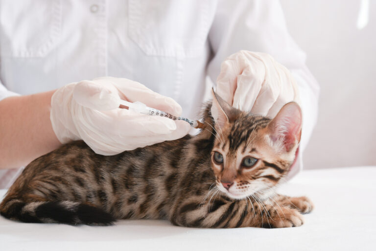 6 Common Kitten Illnesses: Signs and Treatment | Great Pet Care