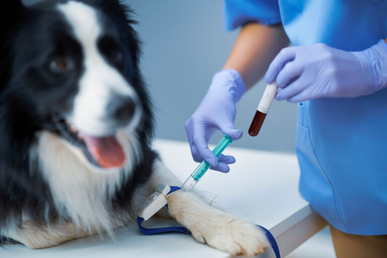 Understanding Dog Blood Test Results | Great Pet Care