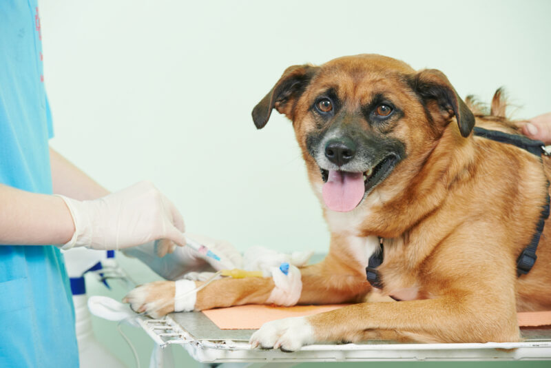 Understanding Dog Blood Test Results | Great Pet Care