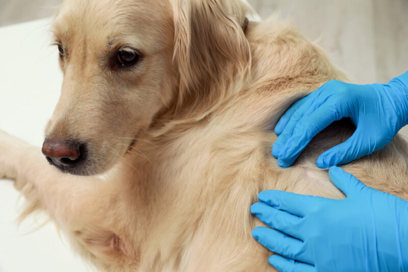 Babesiosis in Dogs | Great Pet Care