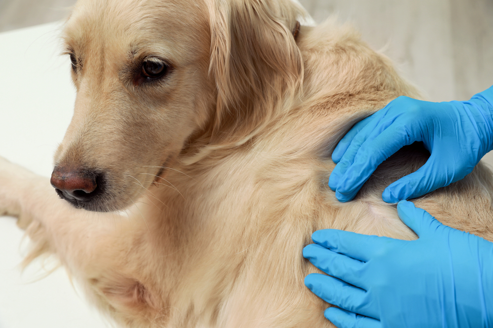 Flea Medicine for Cats: Vet-Recommended Pills, Topicals, and Collars ...