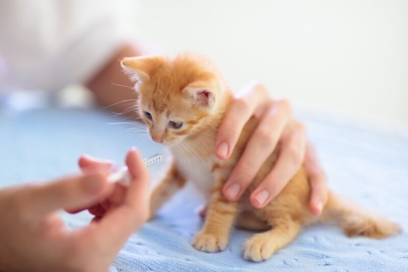 6 Common Kitten Illnesses: Signs and Treatment | Great Pet Care