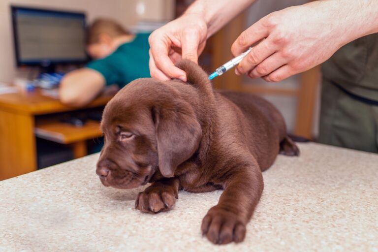 How Much Does a Puppy Cost in the First Year? | Great Pet Care