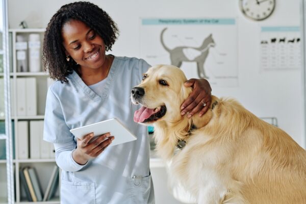 Choosing a Veterinarian: How to Find the Best Vet for Your Pet | Great ...