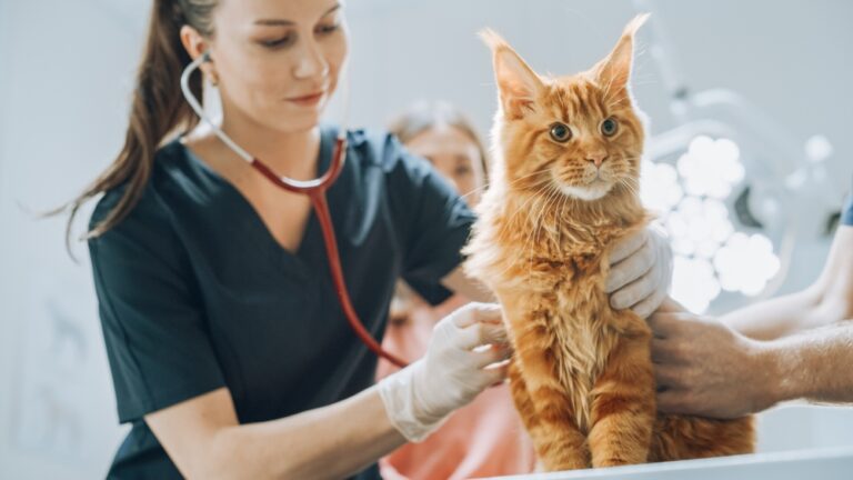 Choosing a Veterinarian: How to Find the Best Vet for Your Pet | Great ...