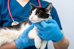 Best Dewormer for Cats: 6 Vet-Approved Picks | Great Pet Care