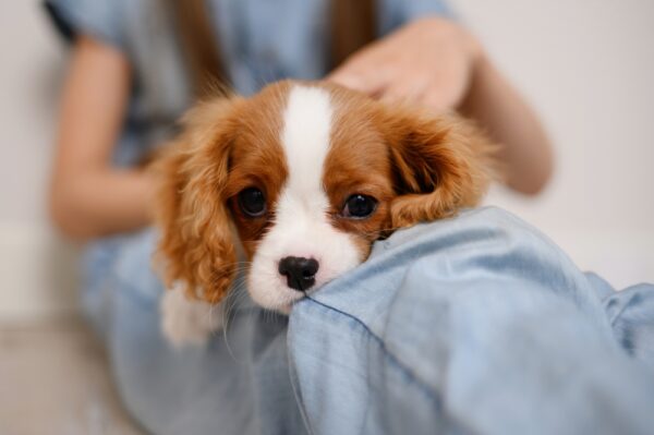 Puppy Temperament Testing: All You Need to Know | Great Pet Care