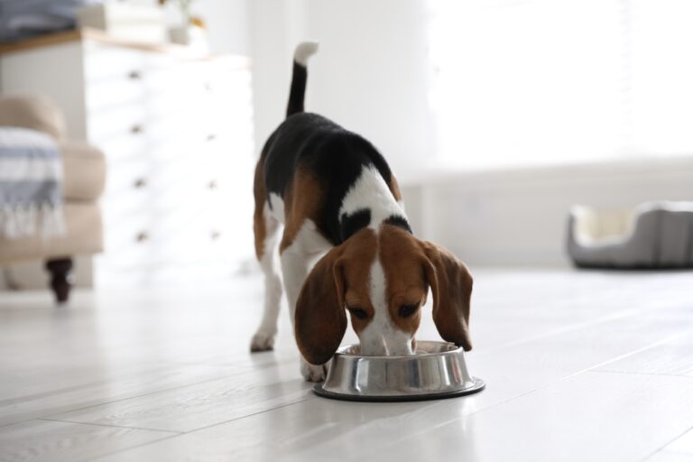 How Much Does a Puppy Cost in the First Year? | Great Pet Care