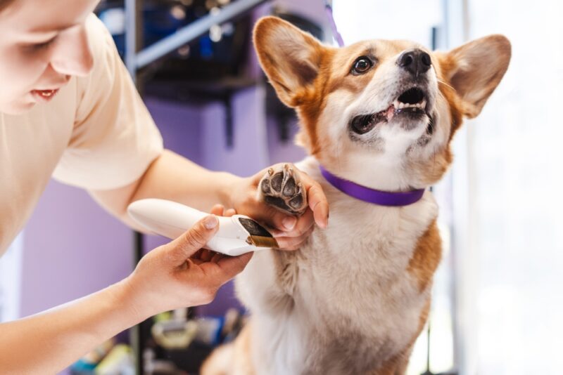 Why Does My Dog Smell Like Fritos? | Great Pet Care