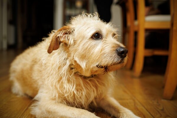 What Is CoQ10 for Dogs? All About This Powerful Antioxidant | Great Pet ...