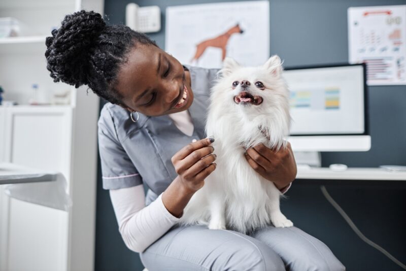 Choosing a Veterinarian: How to Find the Best Vet for Your Pet | Great ...