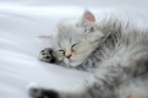 6 Common Kitten Illnesses: Signs and Treatment | Great Pet Care