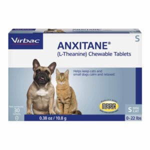 Cat Anxiety Medication: 9 Options to Consider | Great Pet Care