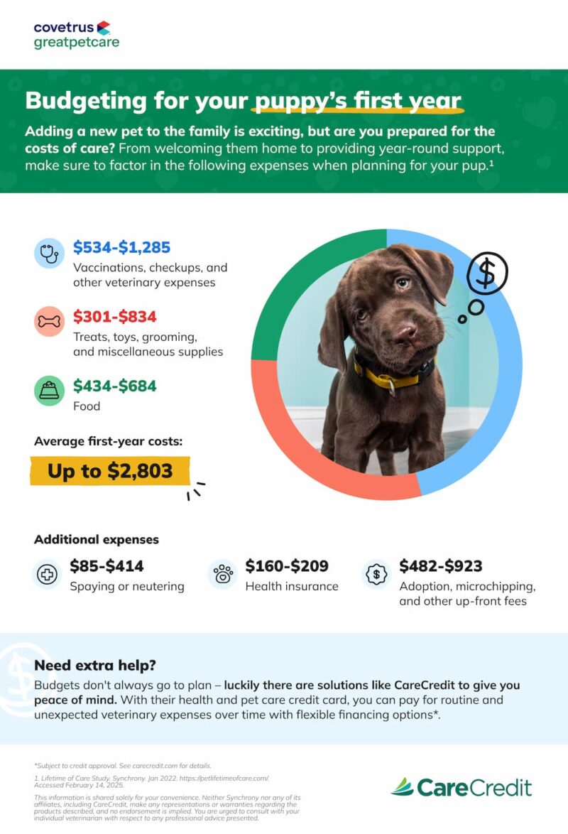 How Much Does a Puppy Cost in the First Year? | Great Pet Care