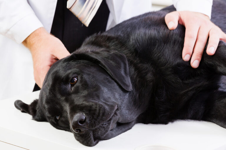 5 Canine Heart Problems to Know About | Great Pet Care