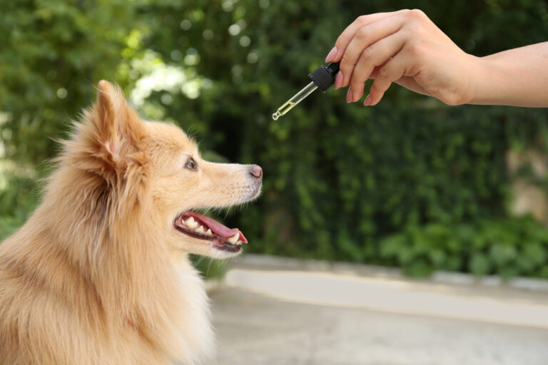 How to Give a Dog Liquid Medicine | Great Pet Care