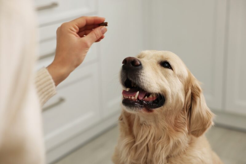 All About Cough Suppressants for Dogs | Great Pet Care