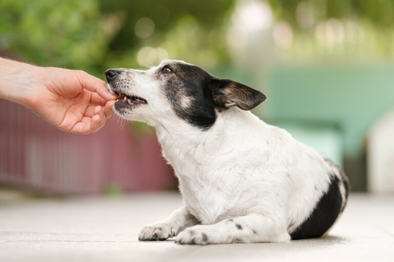 All About Cough Suppressants for Dogs | Great Pet Care