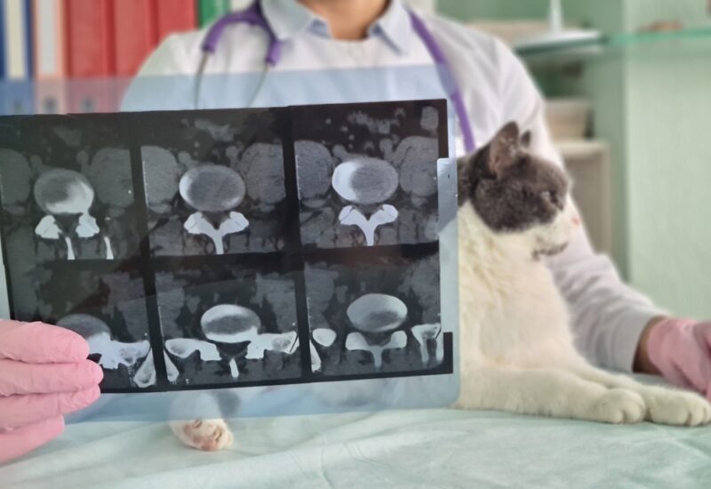 Cat X-Ray: Cost and What to Expect | Great Pet Care