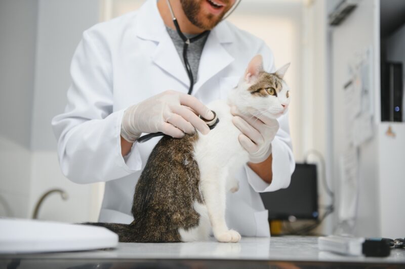 Pet Wellness Exams: Everything You Need to Know | Great Pet Care