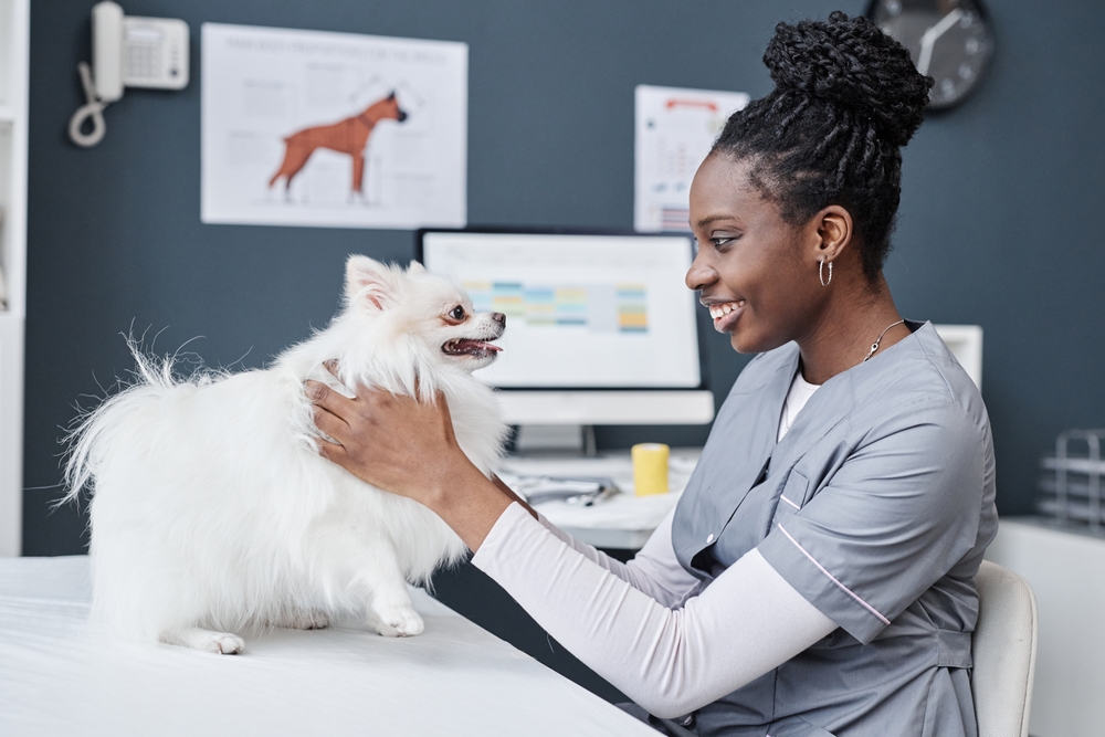 Pet Wellness Exams: Everything You Need to Know | Great Pet Care