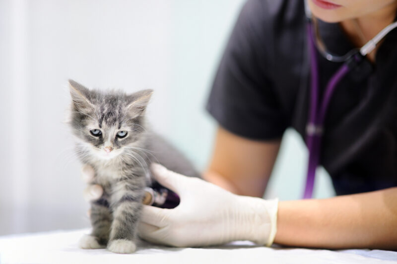 Kitten First Vet Visit: What to Expect and Questions to Ask | Great Pet ...