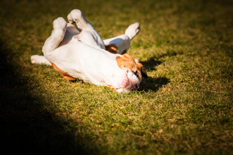 Does My Itchy Dog Have Allergies or Fleas? | Great Pet Care