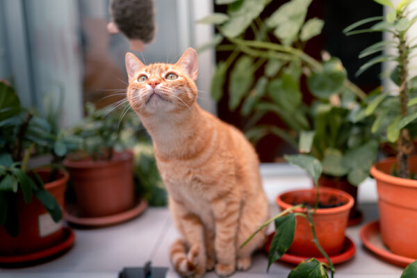 Cat Vomiting Green Liquid: What to Do | Great Pet Care