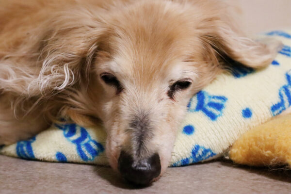 Dog Eye Stye: Symptoms and Treatment Options | Great Pet Care