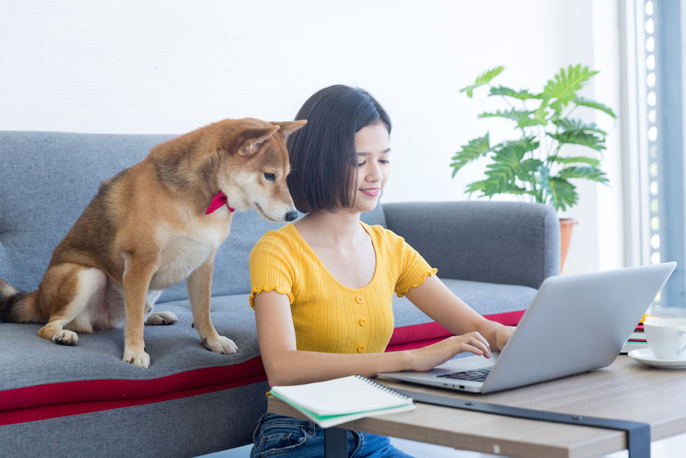 6 Benefits When You Book Vet Appointment Online | Great Pet Care