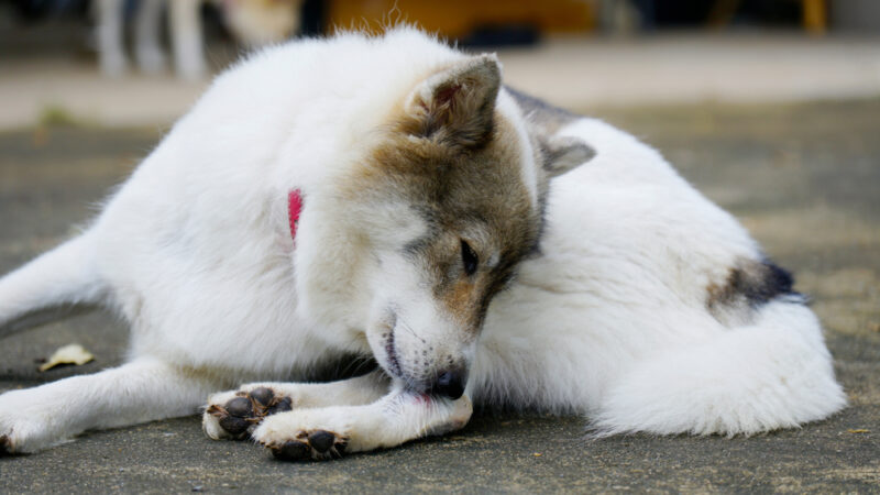 Temaril P for Dogs | Great Pet Care