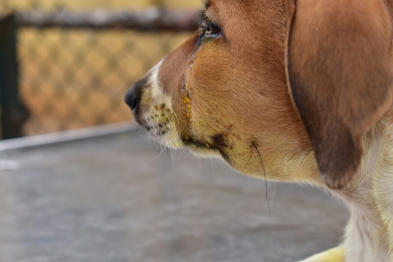 Dog Swollen Face: What It Means | Great Pet Care