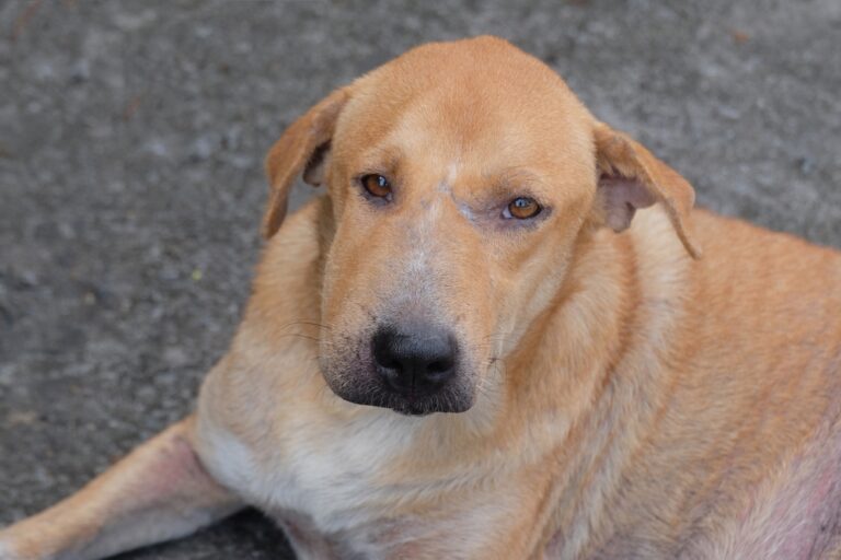 Dog Swollen Face: What It Means | Great Pet Care