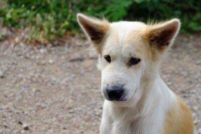 Dog Swollen Face: What It Means | Great Pet Care