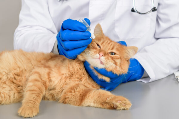 Cat Vomiting Green Liquid: What to Do | Great Pet Care