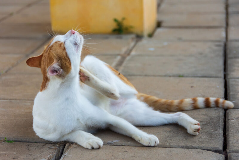 Scabs on Cats: Types and Common Causes | Great Pet Care