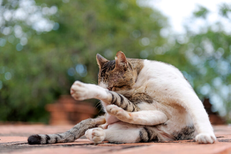 Scabs on Cats: Types and Common Causes | Great Pet Care