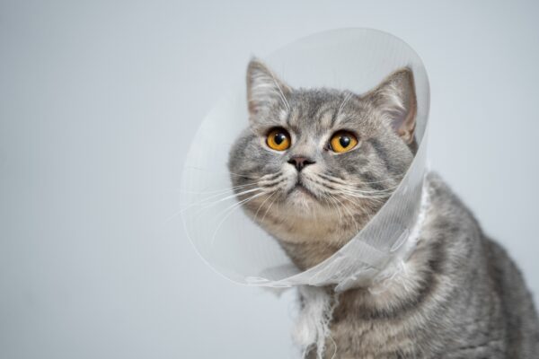 Hot Spots on Cats | Great Pet Care