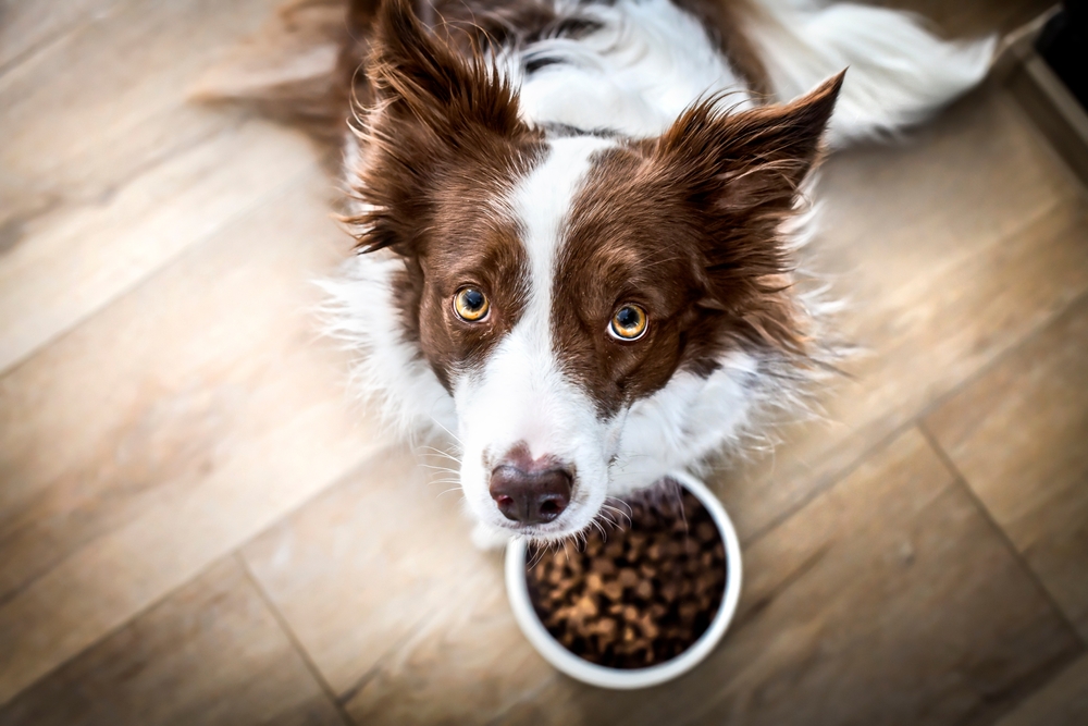 When to Switch to Adult Dog Food: 5 Signs It's Time | Great Pet Care