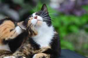 Demodex Mites in Cats (Feline Demodicosis) | Great Pet Care