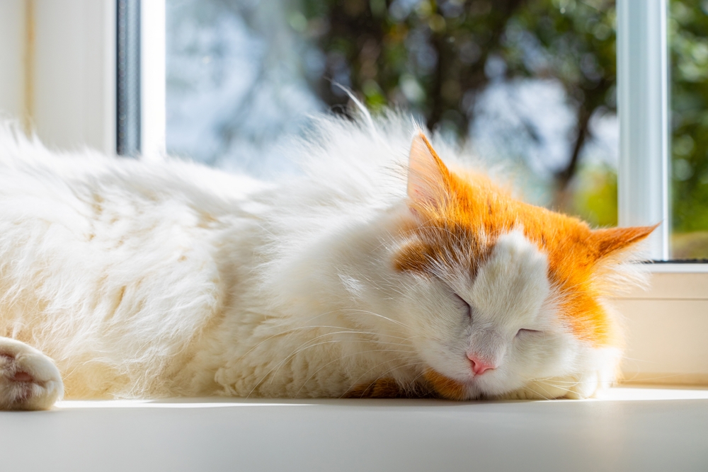 Cat Eye Discharge: 9 Common Causes | Great Pet Care