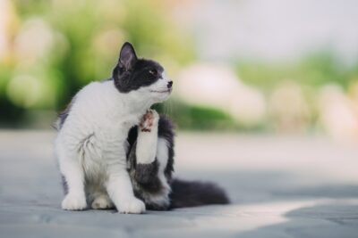 Demodex Mites in Cats (Feline Demodicosis) | Great Pet Care