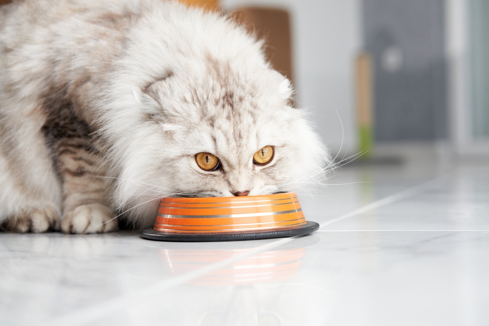 What Is Gastrointestinal Cat Food? Information and Product Picks ...